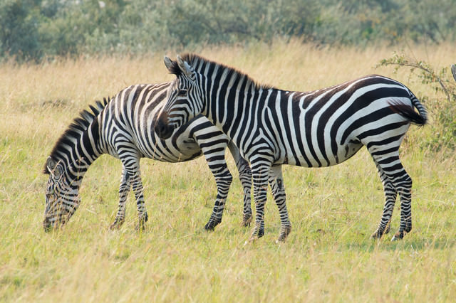 シマウマ2頭の無料の写真素材 - ID.17267｜フリー素材 ぱくたそ