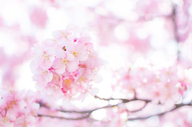 春の桜の無料の写真素材 Id 23795｜フリー素材 ぱくたそ