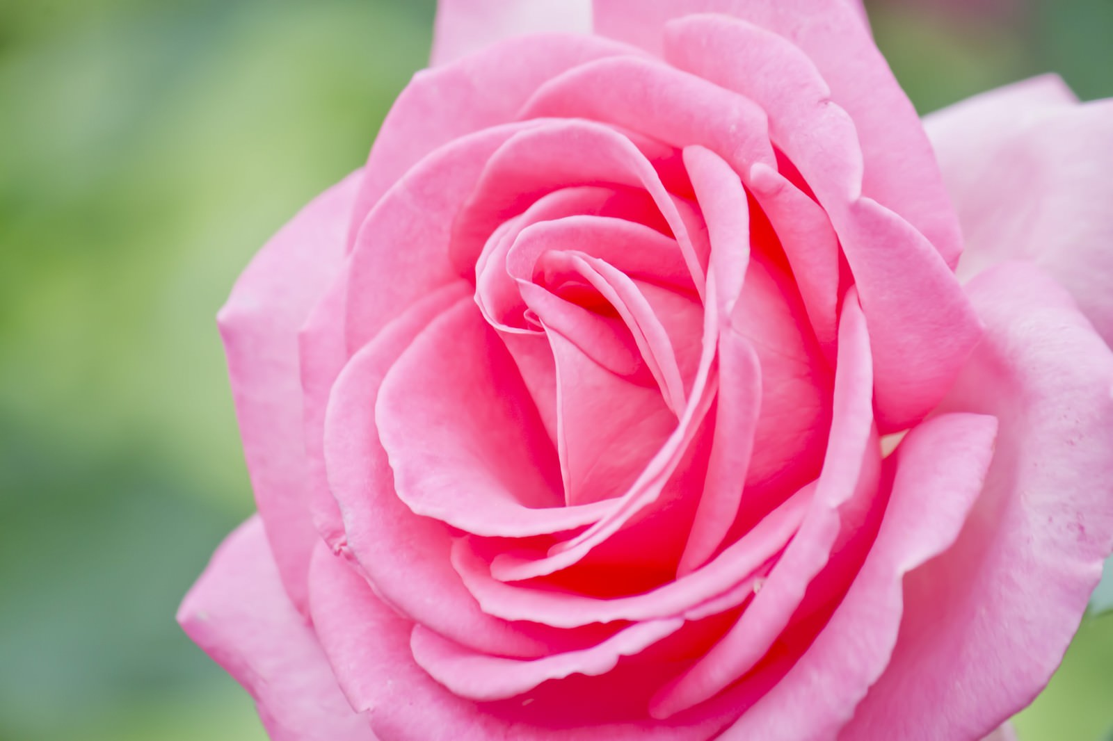 エスメラルダの薔薇の写真素材 ぱくたそ