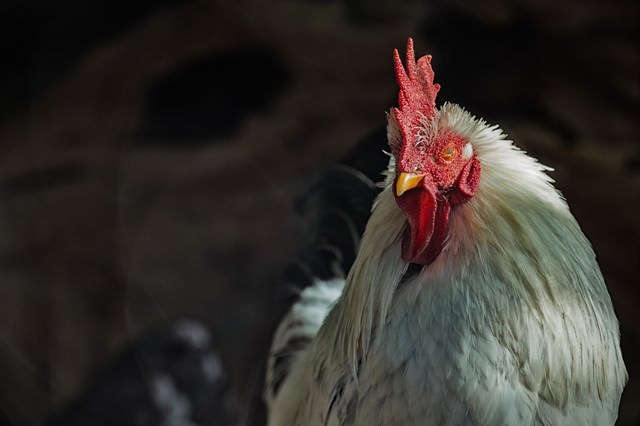 ニワトリがあらわれた！の無料の写真素材 - ID.5690｜フリー素材 ぱくたそ