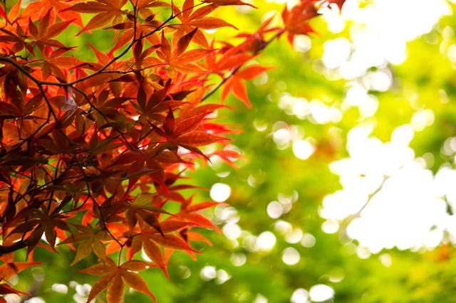 秋、紅葉する葉|ぱくたそフリー素材