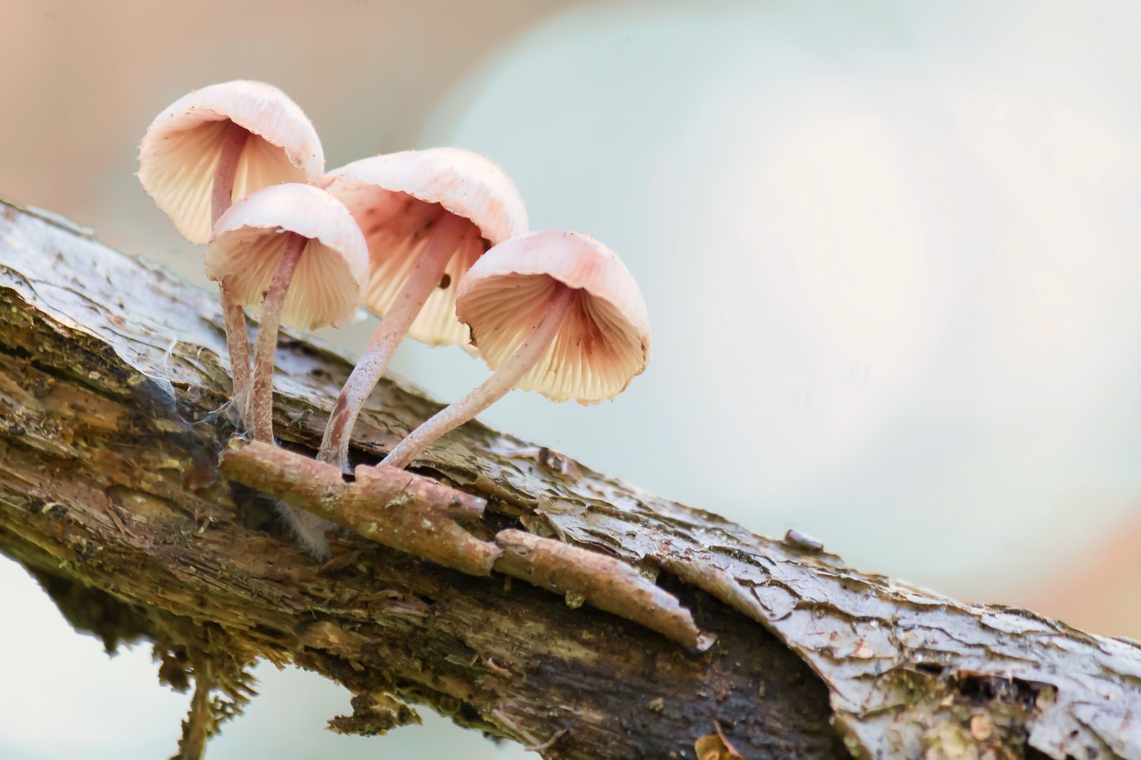 枯れ木に生えるキノコの写真素材 - ぱくたそ